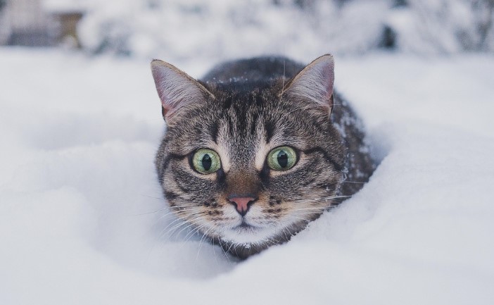 January 24, 2026 - Heather Cullen : In The Money Online